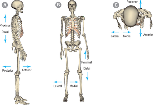 Color Atlas of Skeletal Landmark Definitions