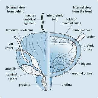 Crash Course: Anatomy