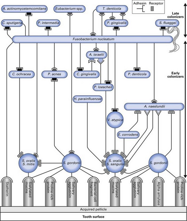 Essential microbiology for dentistry