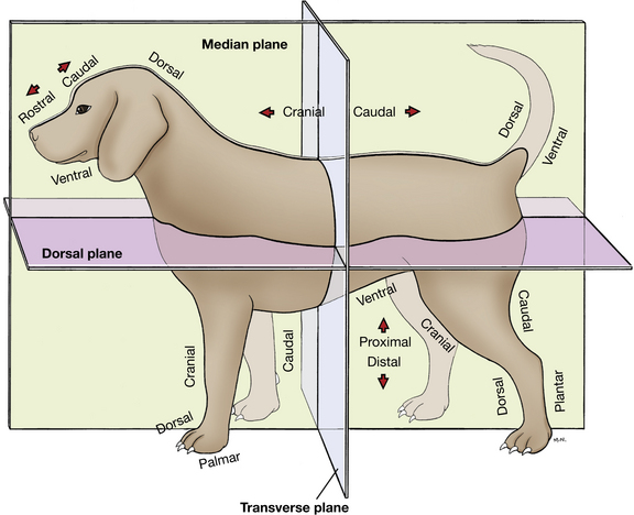 Guide to the Dissection of the Dog