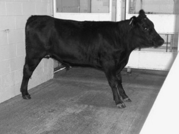 Large Animal Internal Medicine