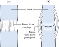 The articular system