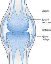 The articular system
