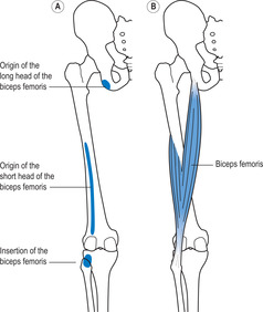 The neuromuscular system