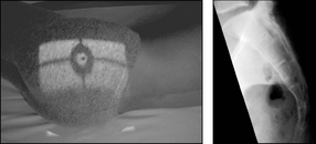 Pocketbook of Radiographic Positioning