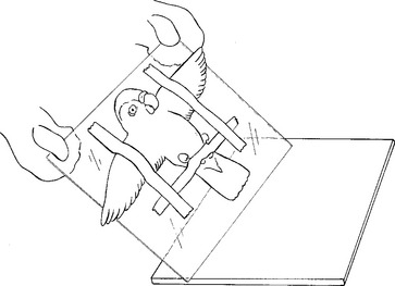 RADIOGRAPHY in Veterinary Technology