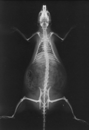 RADIOGRAPHY in Veterinary Technology