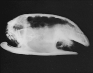 RADIOGRAPHY in Veterinary Technology