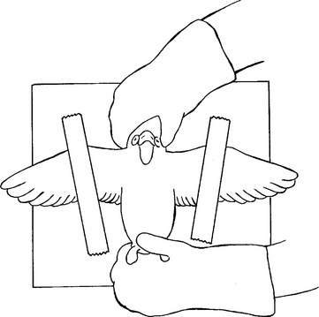 RADIOGRAPHY in Veterinary Technology