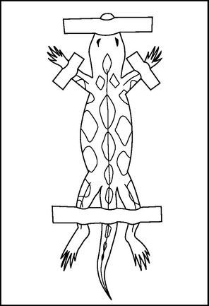 RADIOGRAPHY in Veterinary Technology