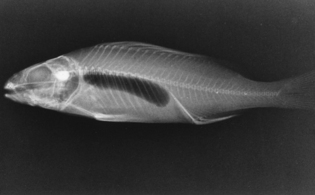 RADIOGRAPHY in Veterinary Technology
