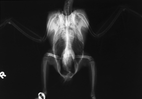 RADIOGRAPHY in Veterinary Technology
