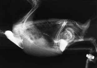 RADIOGRAPHY in Veterinary Technology