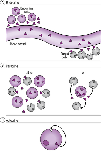 The Endocrine System: BASIC SCIENCE AND CLINICAL CONDITIONS