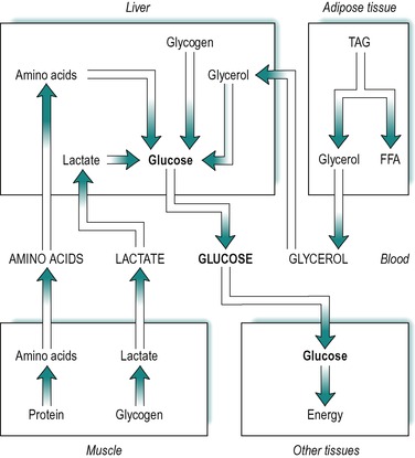 THE ABSORPTIVE AND POST-ABSORPTIVE STATES