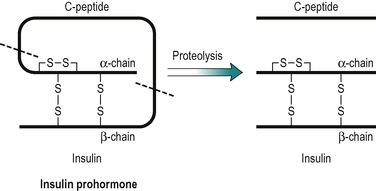THE ABSORPTIVE AND POST-ABSORPTIVE STATES