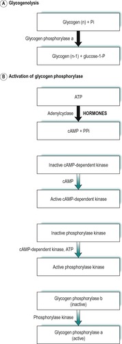 THE ABSORPTIVE AND POST-ABSORPTIVE STATES