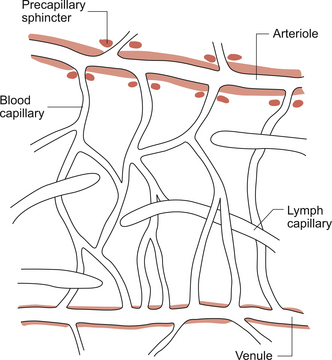 The Cardiovascular System: BASIC SCIENCE AND CLINICAL CONDITIONS