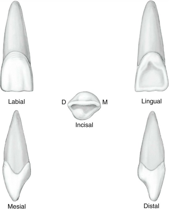 Wheeler’s Dental Anatomy, Physiology, and Occlusion