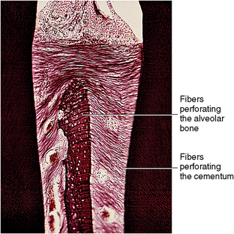 ESSENTIALS OF ORAL HISTOLOGY AND EMBRYOLOGY: A Clinical Approach
