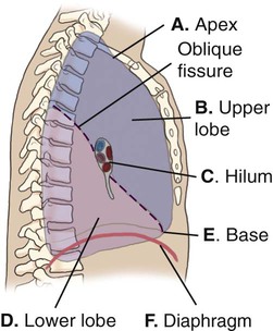 Textbook of Radiographic Positioning and Related Anatomy