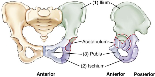 Textbook of Radiographic Positioning and Related Anatomy