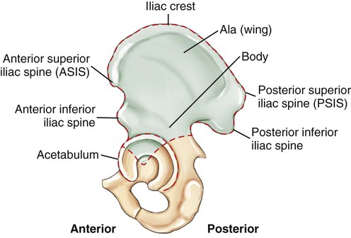 Textbook of Radiographic Positioning and Related Anatomy