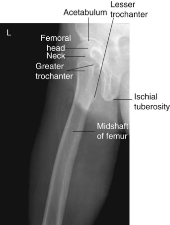 Textbook of Radiographic Positioning and Related Anatomy