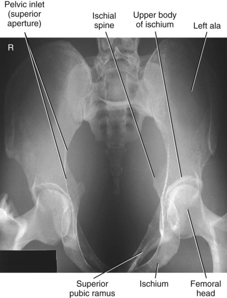 Textbook of Radiographic Positioning and Related Anatomy