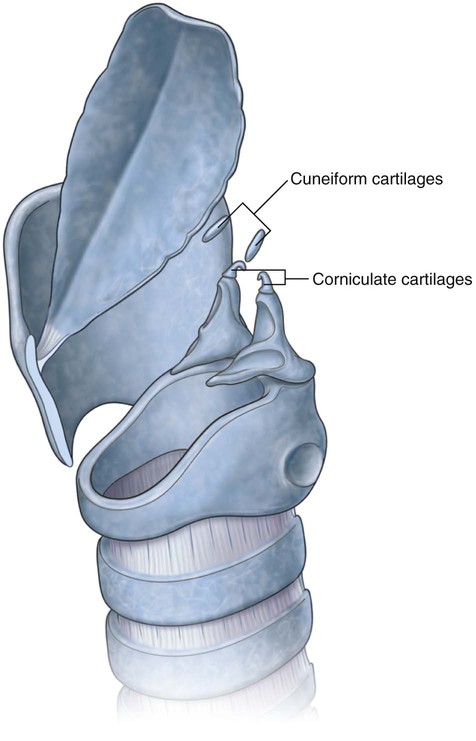 Gray's Anatomy for Students