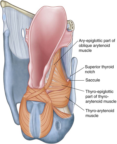 Gray's Anatomy for Students