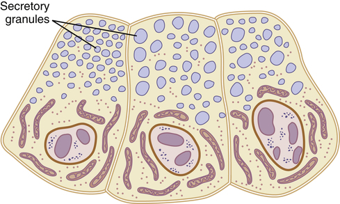Guyton & Hall Textbook of Medical Physiology: A South Asian Edition