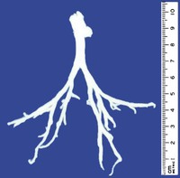 Nelson Textbook of Pediatrics