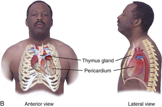 Seidel's Guide to Physical Examination