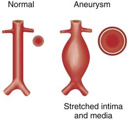 Seidel's Guide to Physical Examination