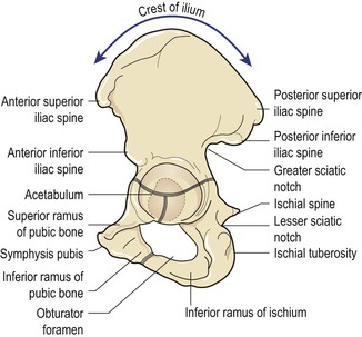 The female pelvis and the reproductive organs