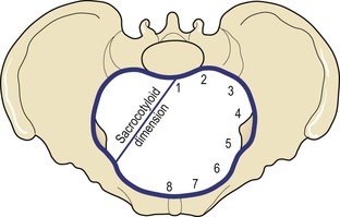 The female pelvis and the reproductive organs