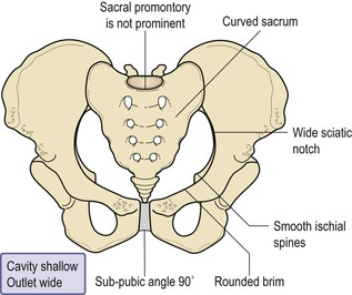 The female pelvis and the reproductive organs