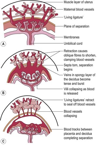 Physiology and care during the third stage of labour