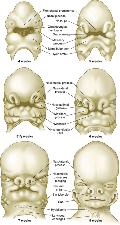 Plastic Surgery Secrets Plus