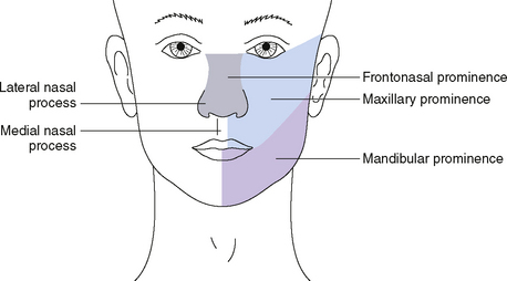 Plastic Surgery Secrets Plus