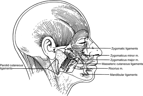 Plastic Surgery Secrets Plus