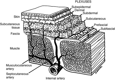 Plastic Surgery Secrets Plus