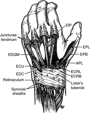 Plastic Surgery Secrets Plus