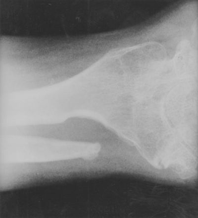 Plastic Surgery Secrets Plus