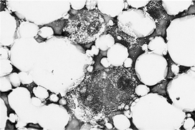 VETERINARY CLINICAL PATHOLOGY SECRETS