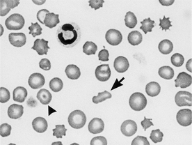 VETERINARY CLINICAL PATHOLOGY SECRETS