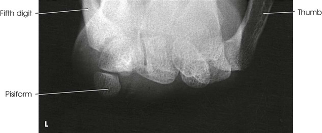 Merrill's Atlas of Radiographic Positioning & Procedures