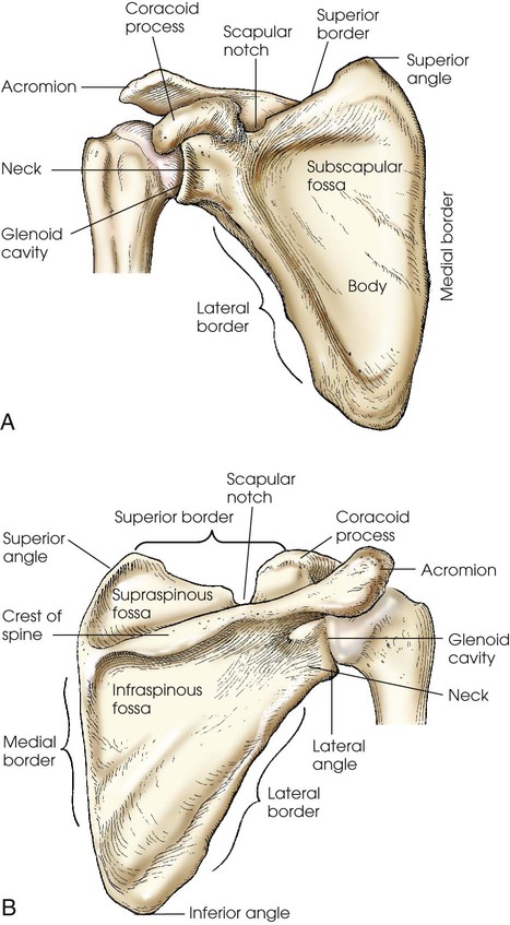 Merrill's Atlas of Radiographic Positioning & Procedures