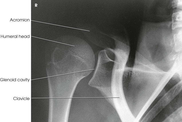 Merrill's Atlas of Radiographic Positioning & Procedures